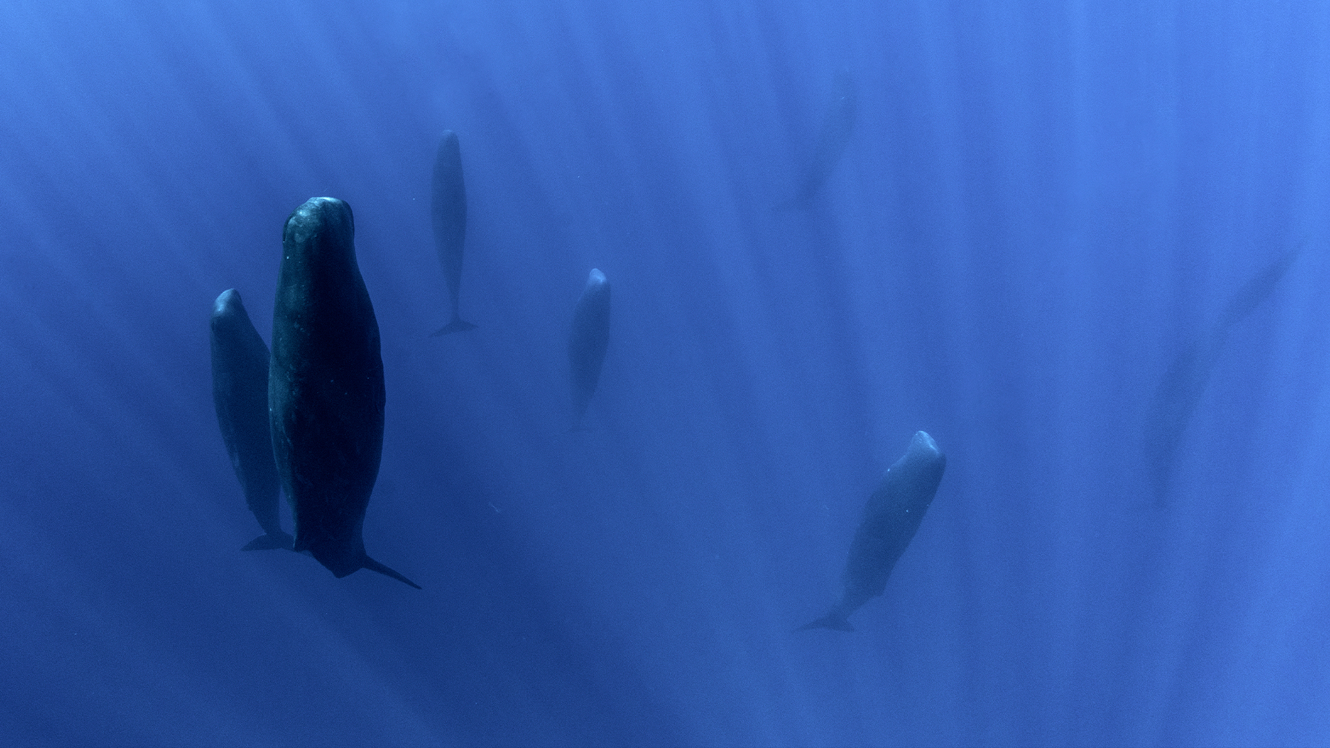 How Do Whales Sleep? | Unihemispheric Sleep Explained | Ocean Action Hub