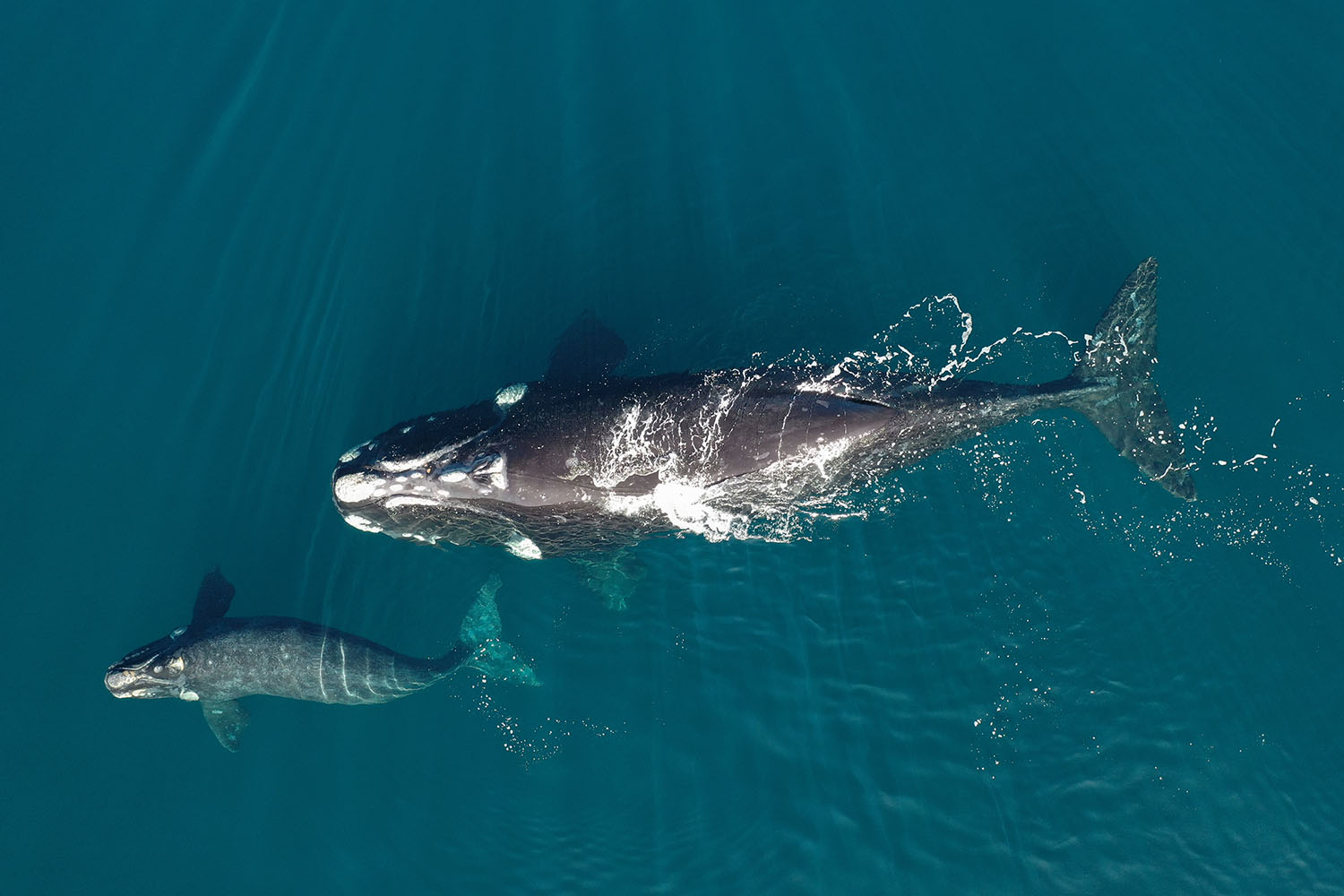 Gray Whale Migration | Route, Distance & Timeline | Ocean Action Hub