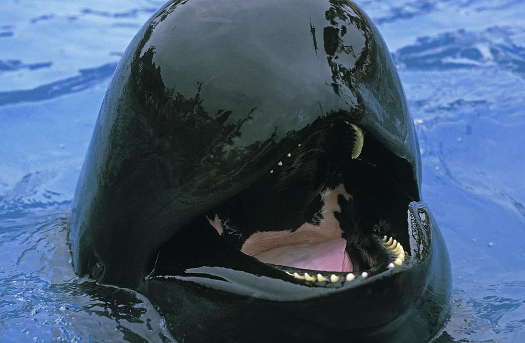 Pilot Whale Teeth | How Many & What For? | Ocean Action Hub