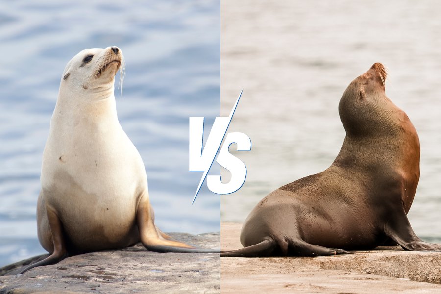 Seal vs Sea Lion | Key Differences & How to Identify | Ocean Action Hub
