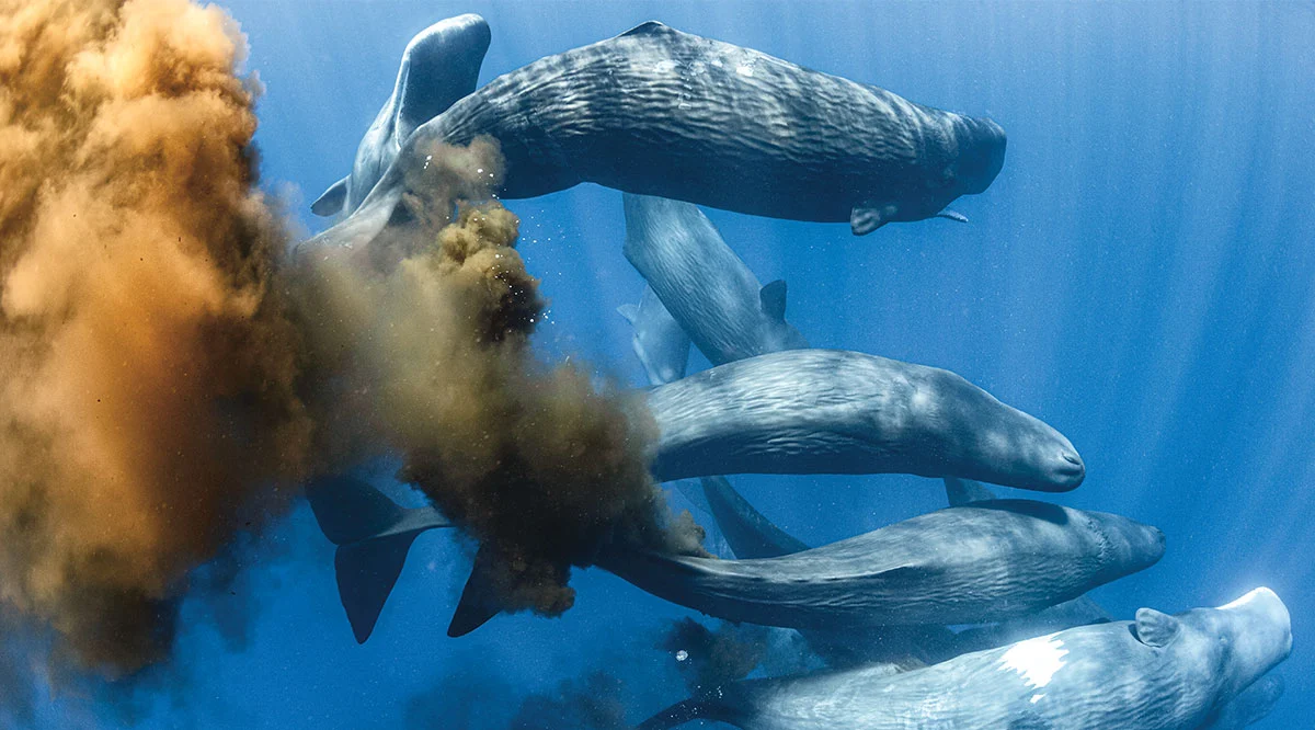 What Color Is Whale Poop? | Whale Feces Explained | Ocean Action Hub